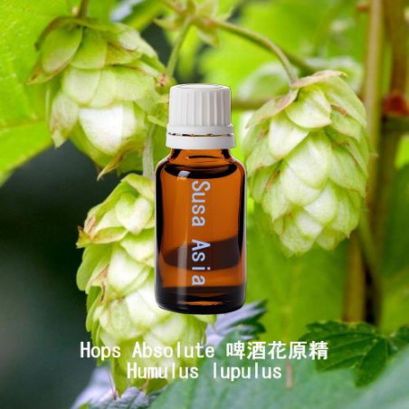 Hops Absolute - Humulus lupulus
